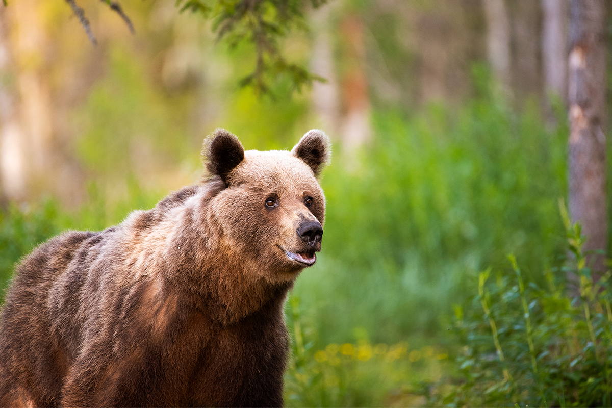 Takto vyzeral útok medveďa na Kysuciach. Muž opísal, ako to prebehlo