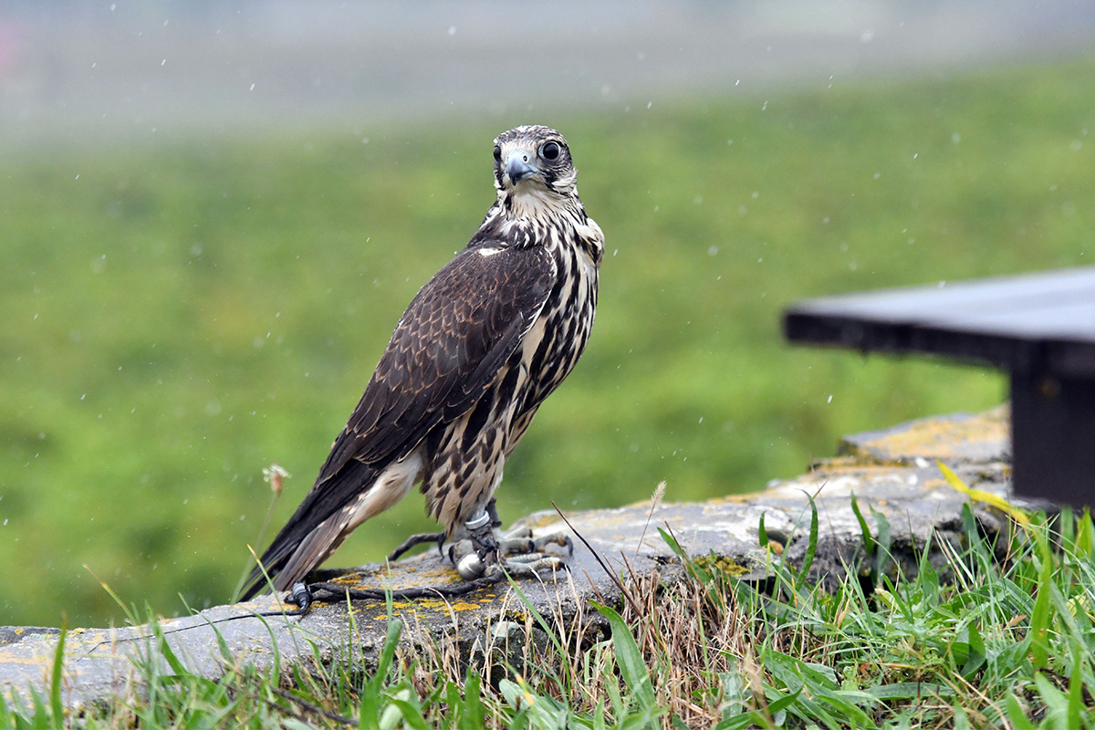 Na južnom Slovensku označili šesť mláďat vzácneho sokola rároha ...