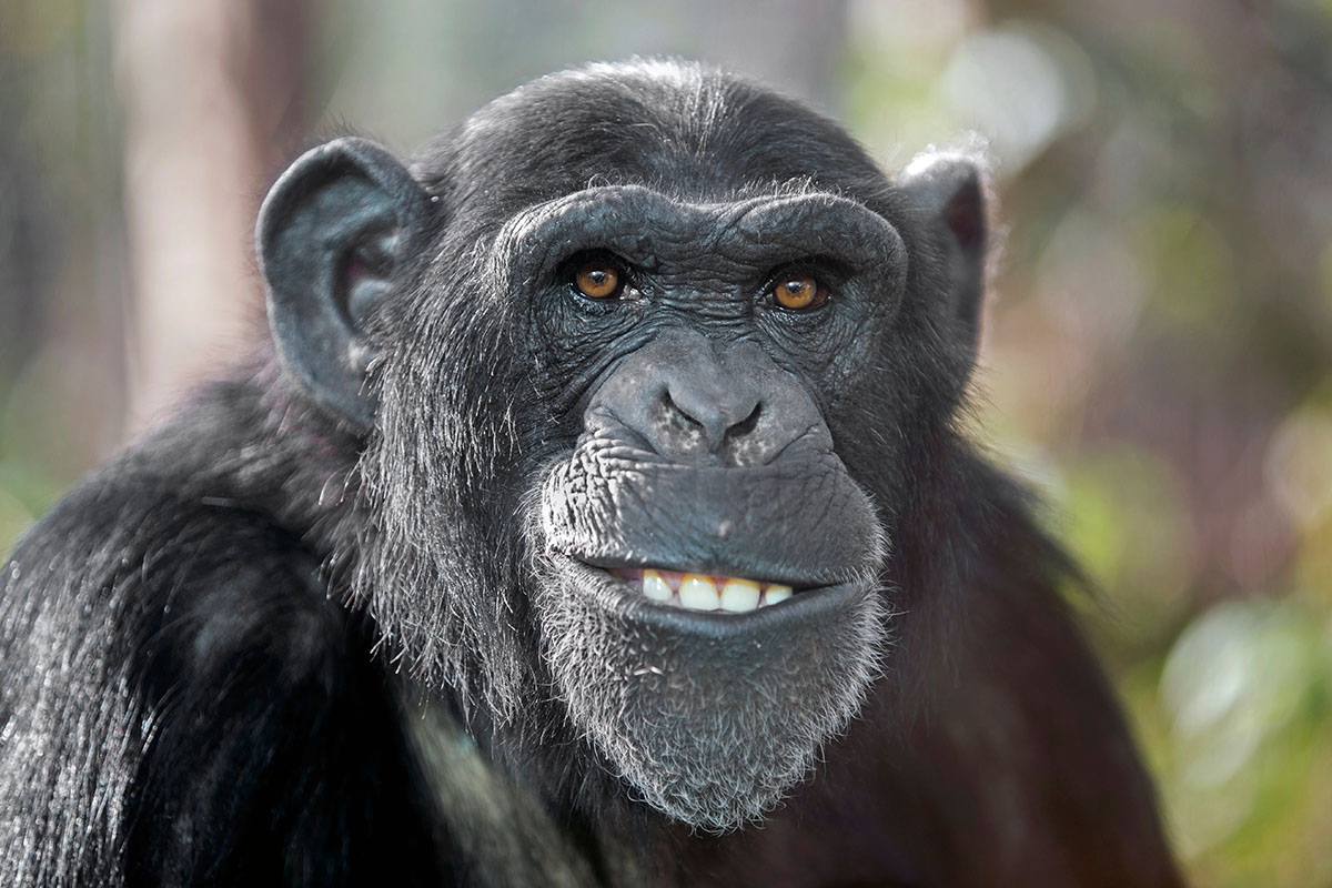 Zoo Bratislava si podujatím pripomenie Svetový deň šimpanzov - EMEFKA