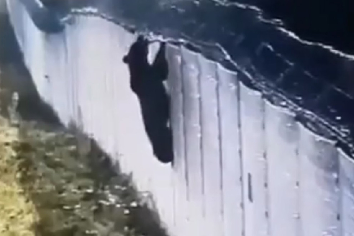 Objavilo sa video medveďa, ktorý sa snaží preliezť plot na litovsko ...