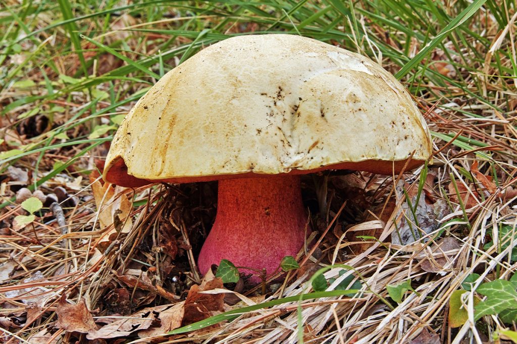 Otestuj sa: Sú tieto slovenské huby jedlé alebo nie? - EMEFKA