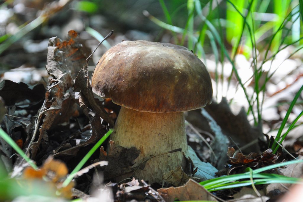 Otestuj sa: Sú tieto slovenské huby jedlé alebo nie? - EMEFKA