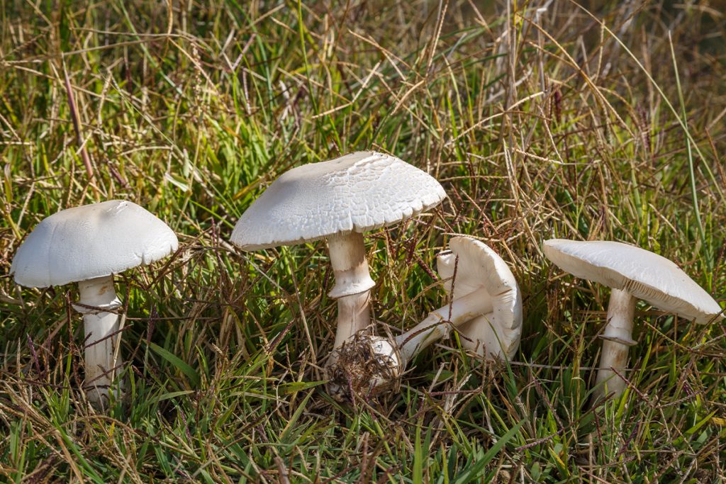 Otestuj sa: Sú tieto slovenské huby jedlé alebo nie? - EMEFKA